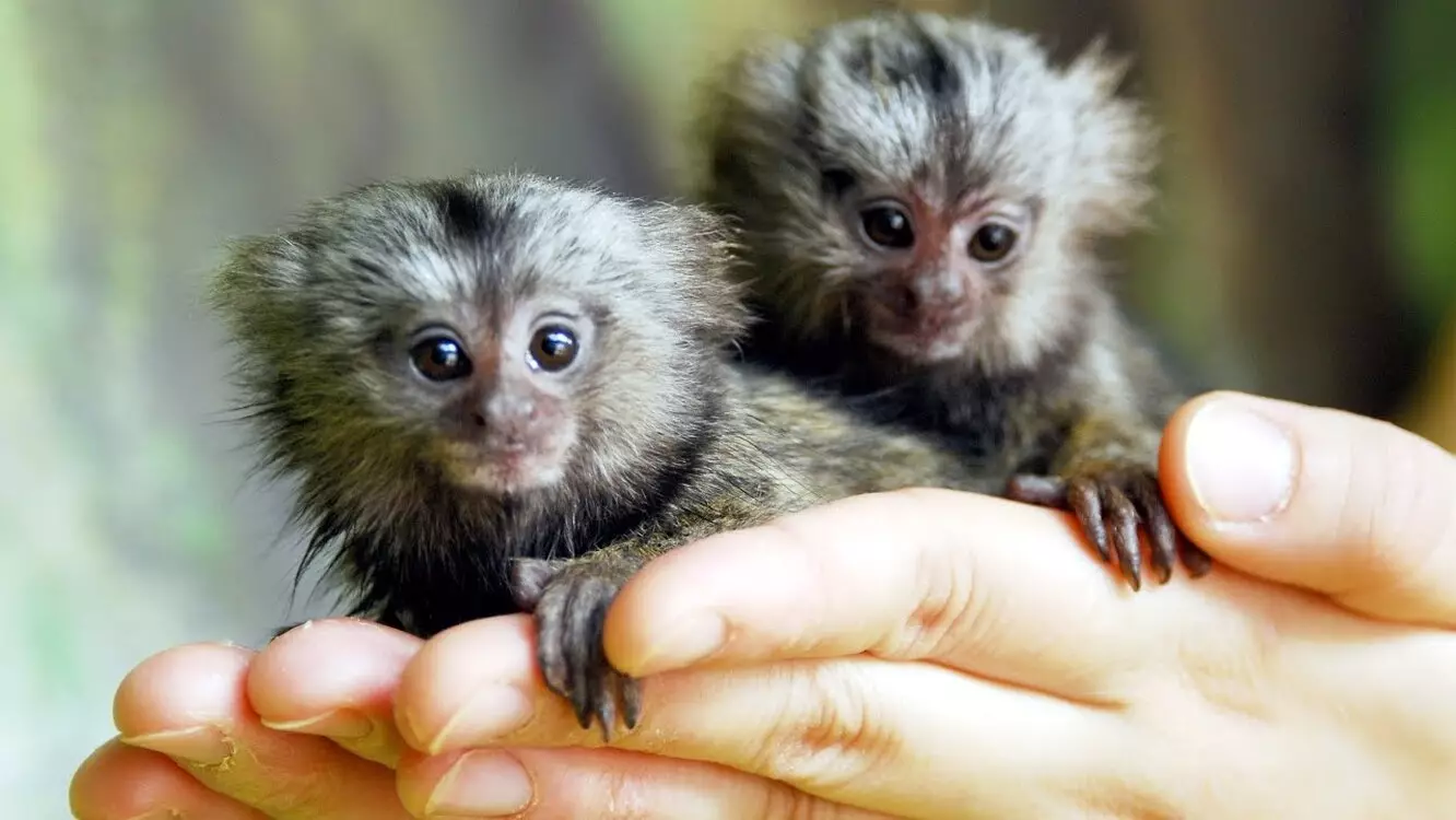 I cervelli degli animali sono altrettanto efficienti dal punto di vista energetico quanto gli esseri umani 353538_2