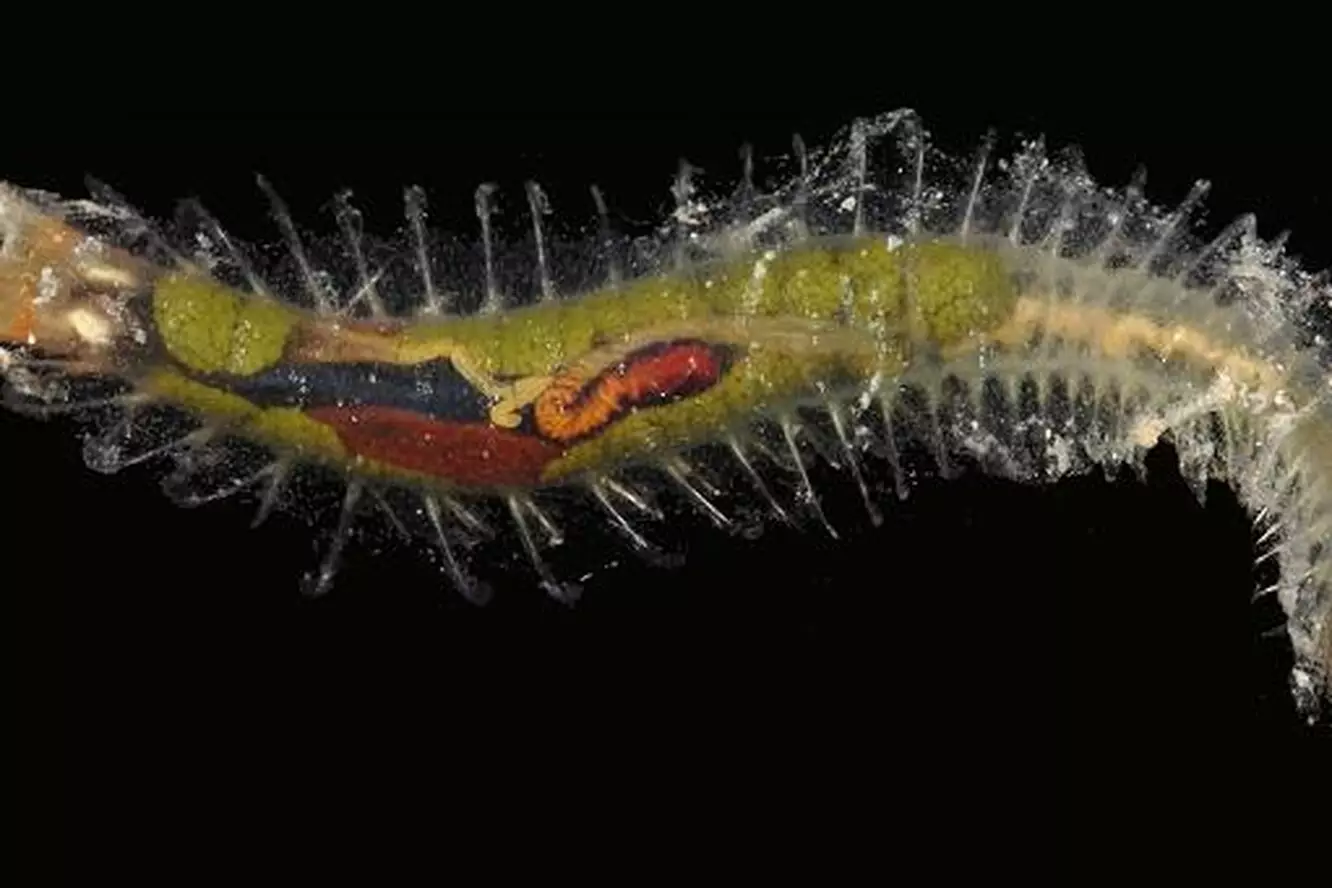 Ein Biologe der Staatlichen Universität Moskau entdeckte ein drittes Augenpaar im Gehirn eines Wurms