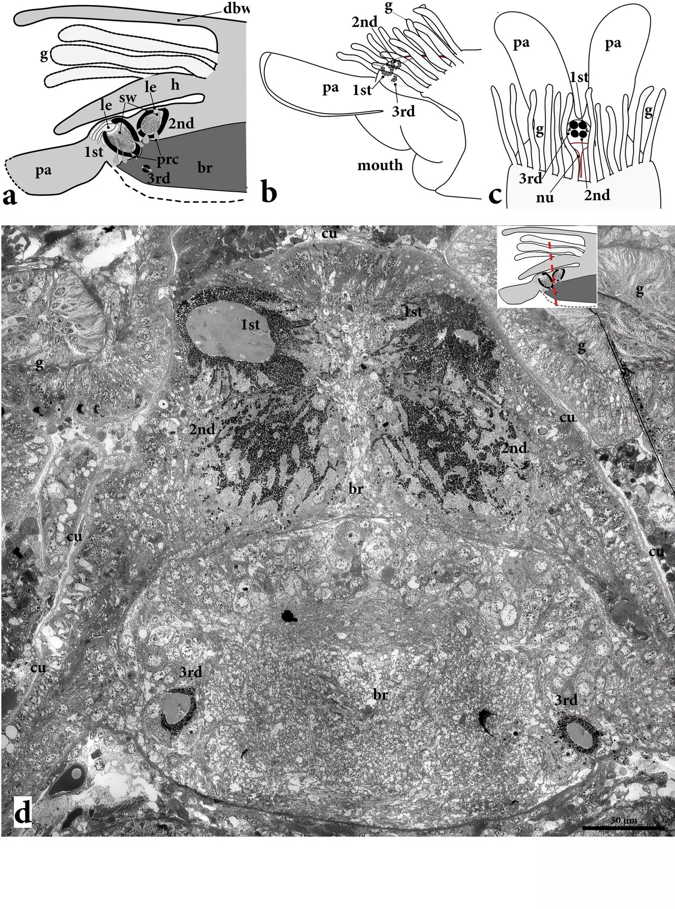 モスクワ州立大学の生物学者は、ワームの脳に 3 番目の目を発見しました 353815_2