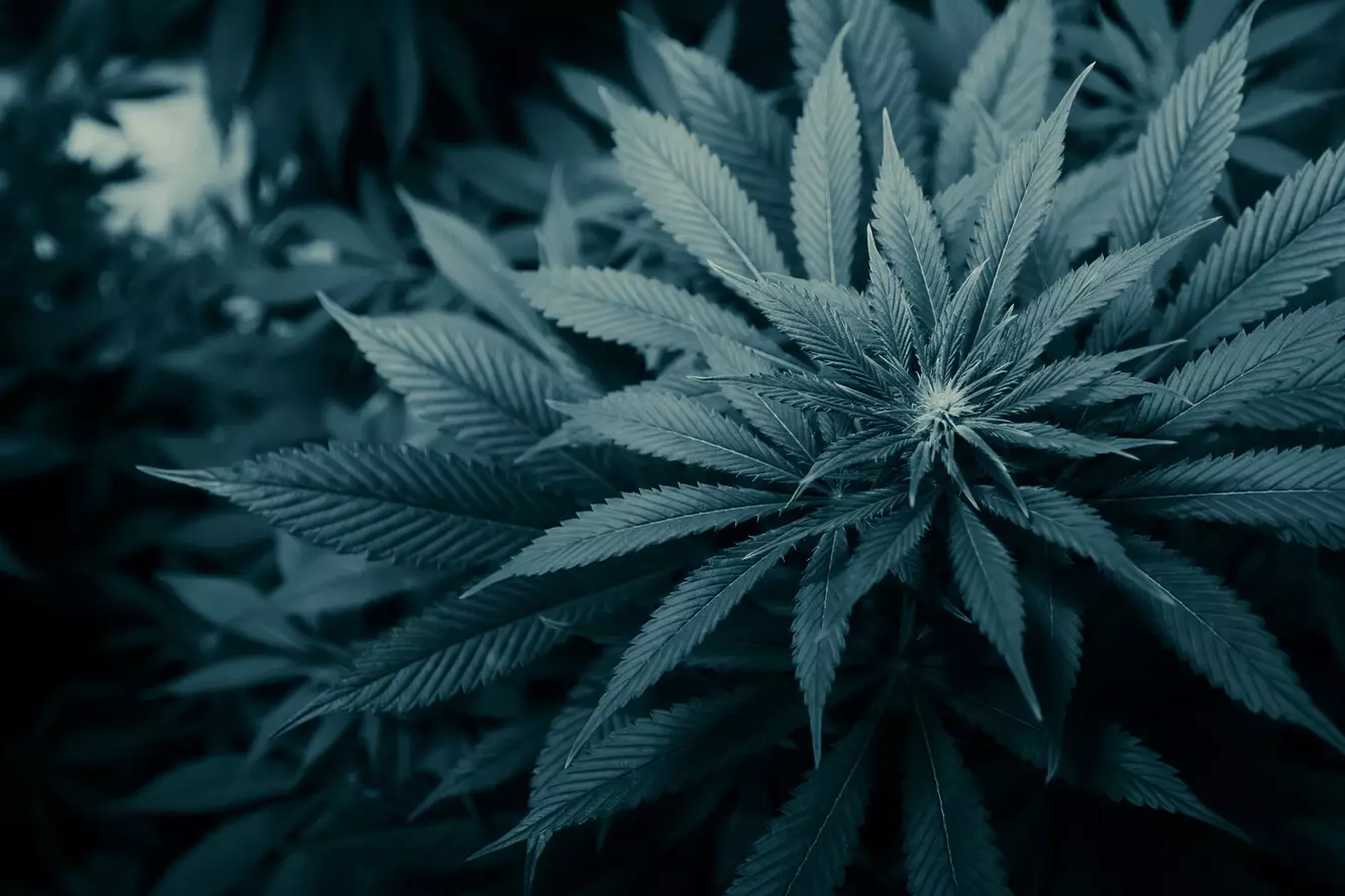 Warum Cannabis 30-mal wirksamer ist als Aspirin, aber trotzdem verboten: Expertenmeinung