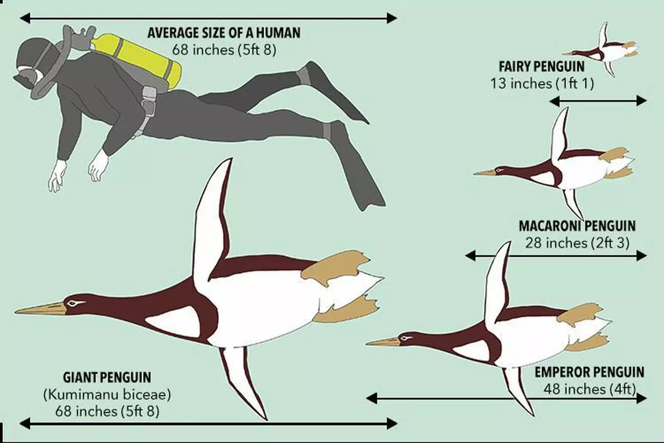 Zeelanda Berrian aurkitutako antzinako pinguino erraldoien hezurrak 354240_1