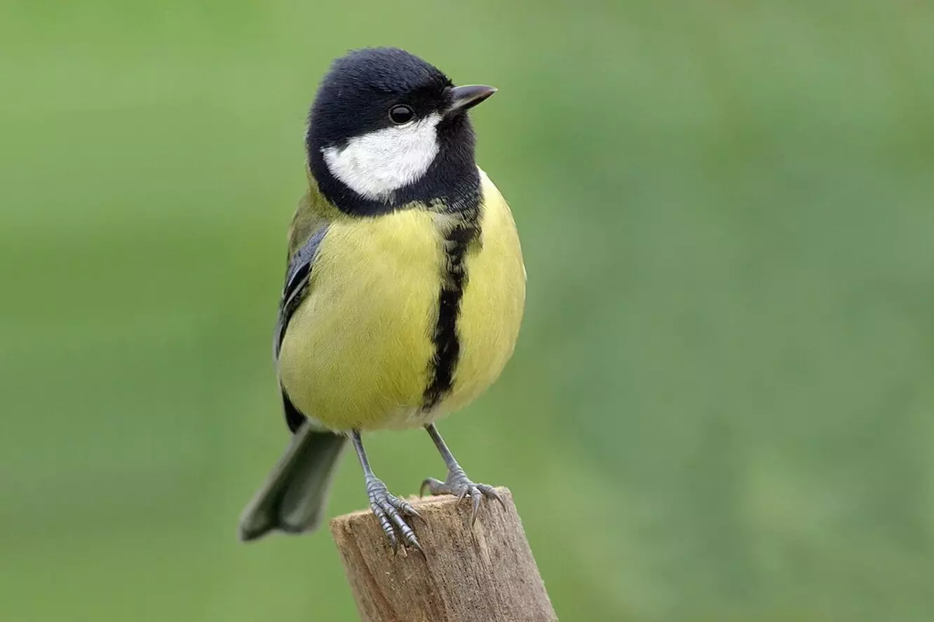 Múineann tits do ghaolta gan teagmháil a dhéanamh le bia gan blas