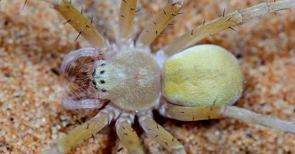 Wüstenspinnen graben fantastische Tunnel: ein Haus aus Sand und Spinnweben