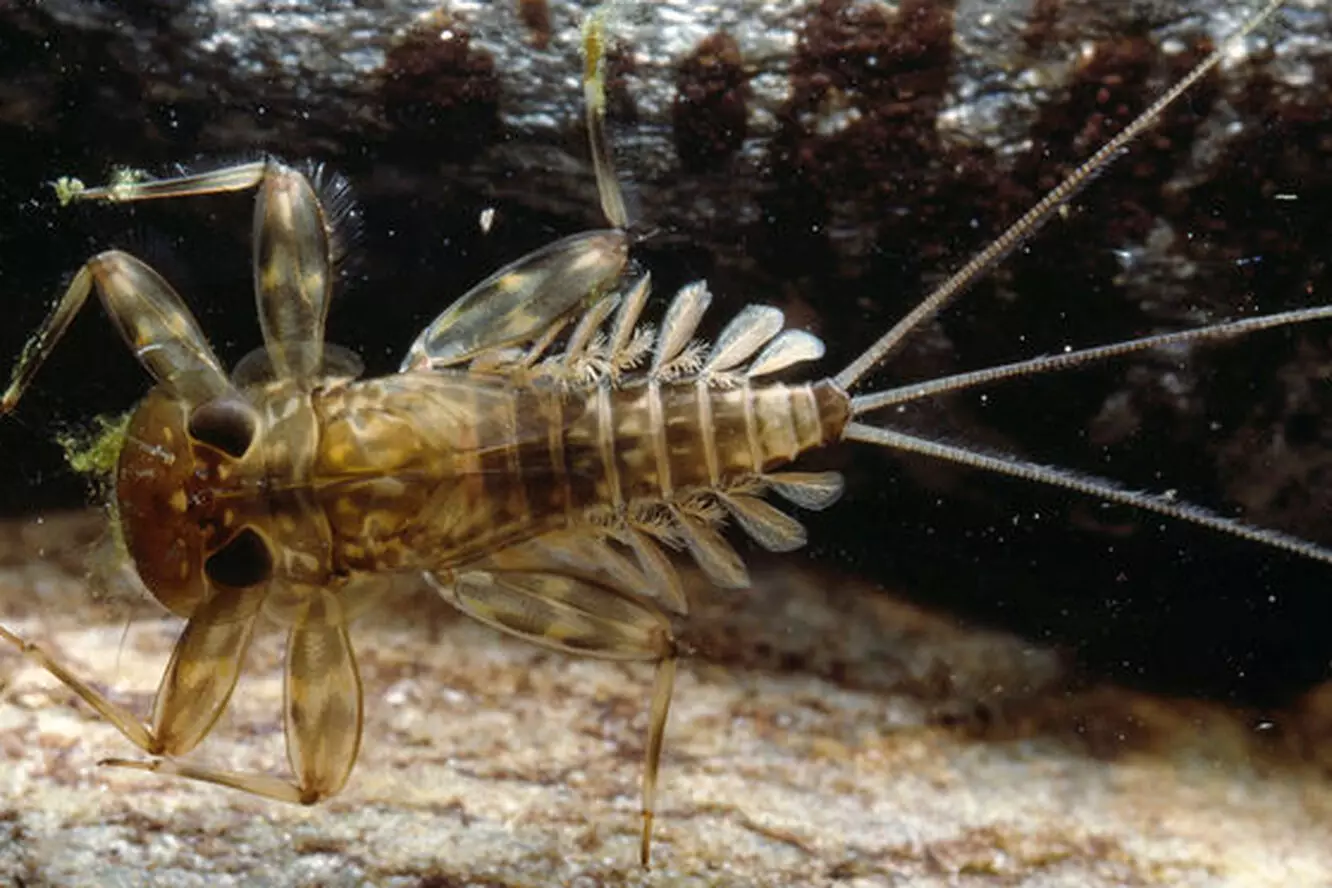 Por que as moscas fisiculturistas precisam de patas tão largas: uma descoberta incomum