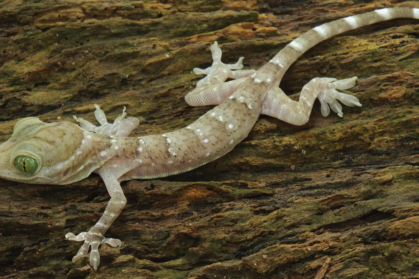 Que font les geckos lorsqu'ils sont dans l'espace ?