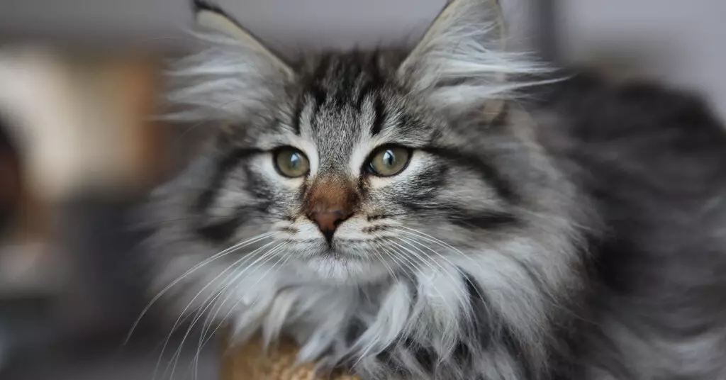 Norwegian Forest Cat: gambaran saka jenis, karakter, foto, fitur, menarik kanyatan