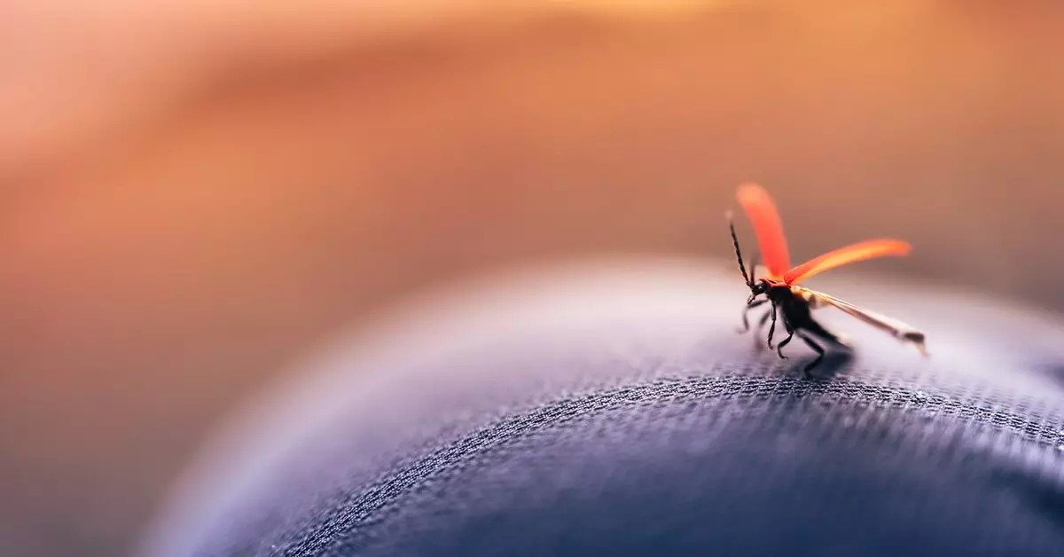 اپارٹمنٹ اور باغ میں مچھروں سے کیسے نمٹا جائے: لائف ہیکس