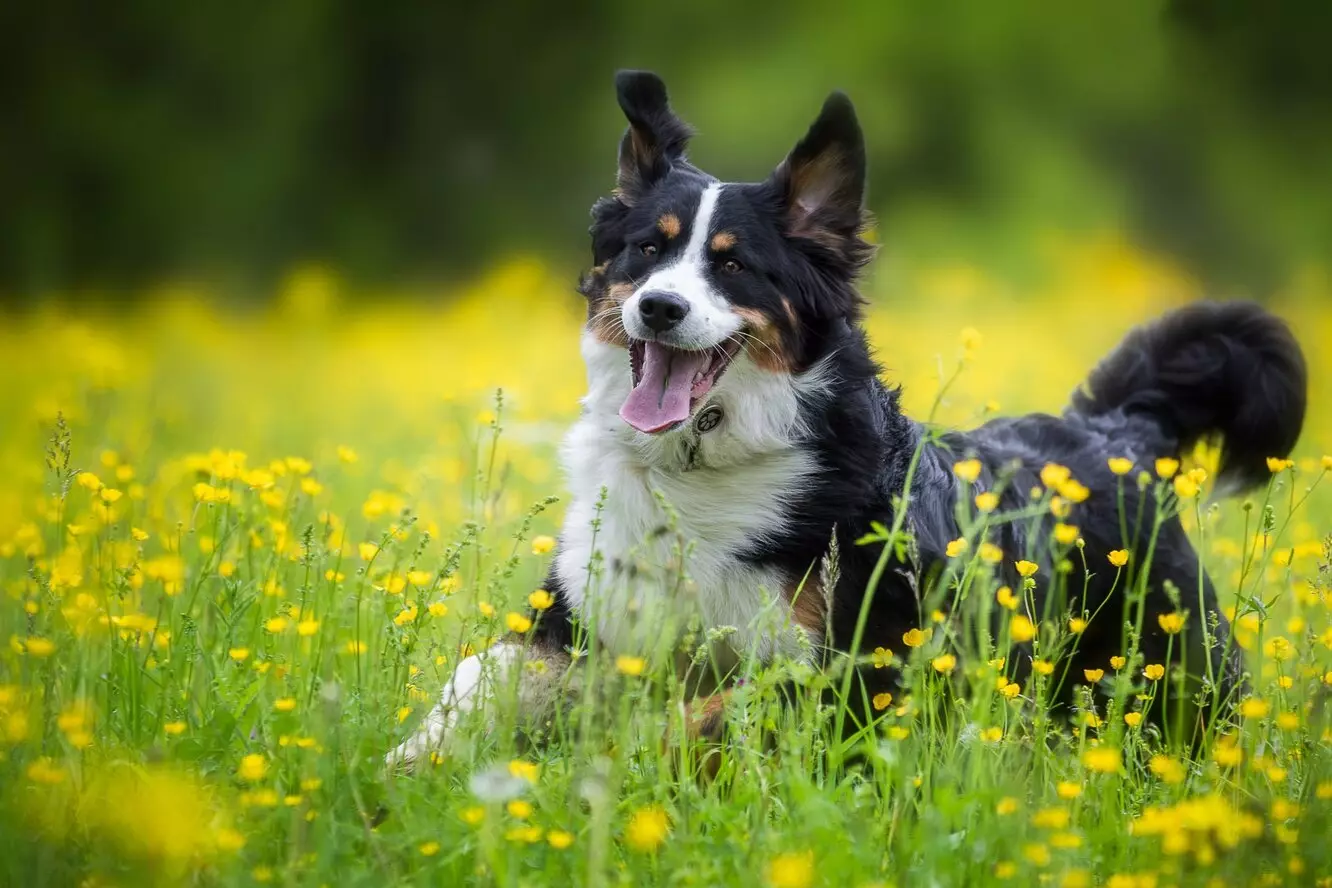 Hvad ser og forestiller hunde sig, når de lugter? 355487_1