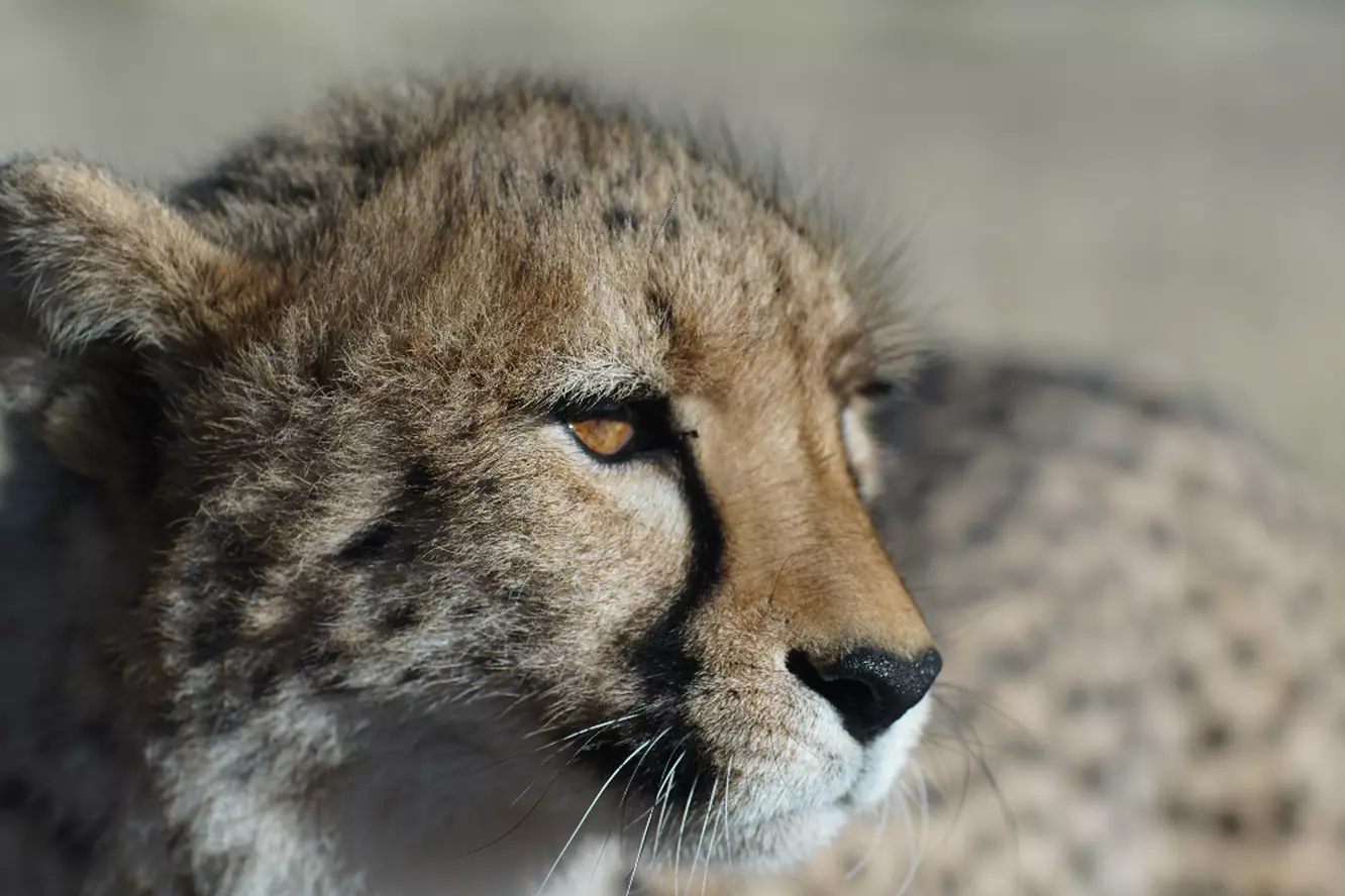 National Geographic vërteton se nuk ka asgjë si shtëpia