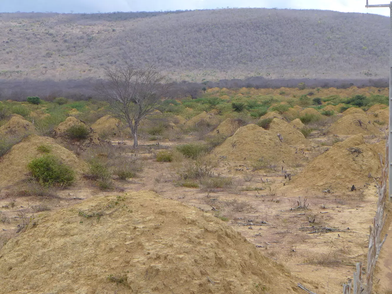 termite mound