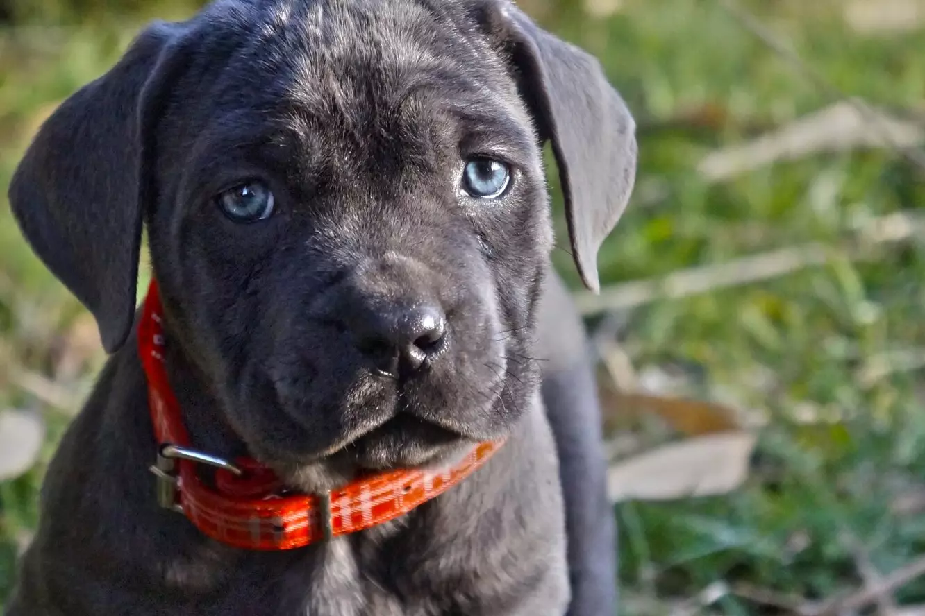 Gli scienziati hanno determinato l'età della massima dolcezza dei cani