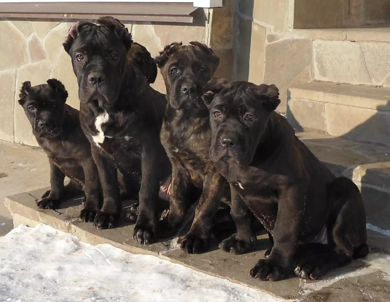 Gli scienziati hanno determinato l'età della massima dolcezza dei cani 356421_2