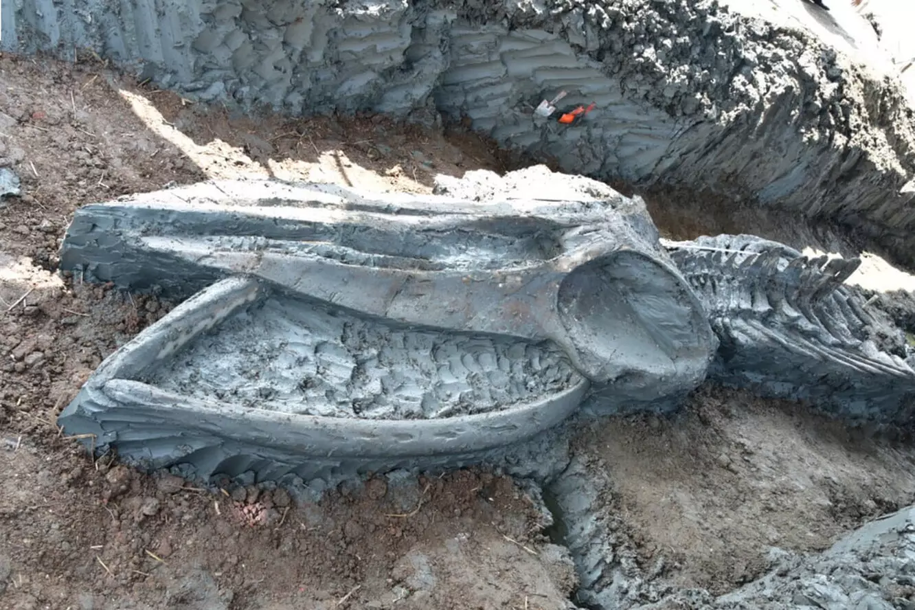 Szkielet 5000-letniego wieloryba znaleziony w pobliżu Bangkoku