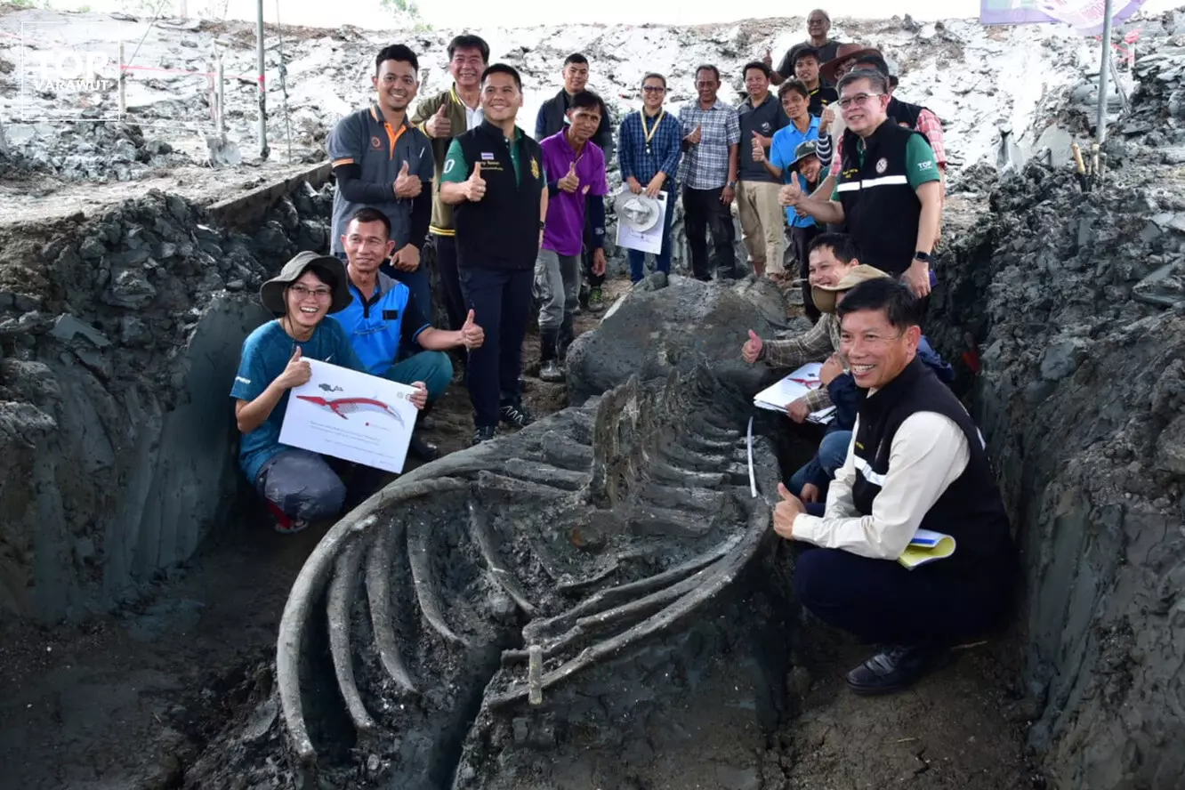 Szkielet 5000-letniego wieloryba znaleziony w pobliżu Bangkoku 356701_3