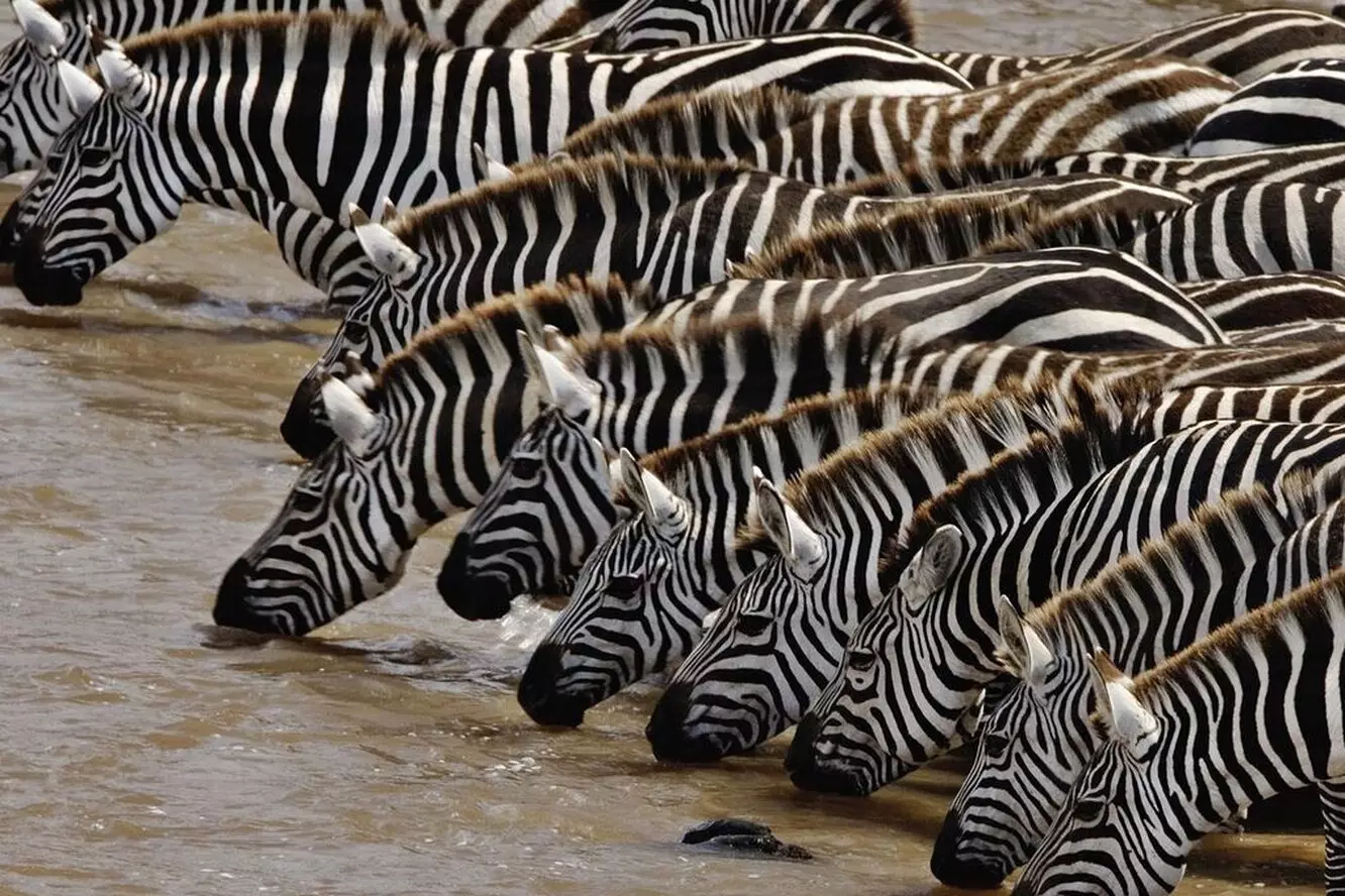 Firwat sinn Zebra gesträift?