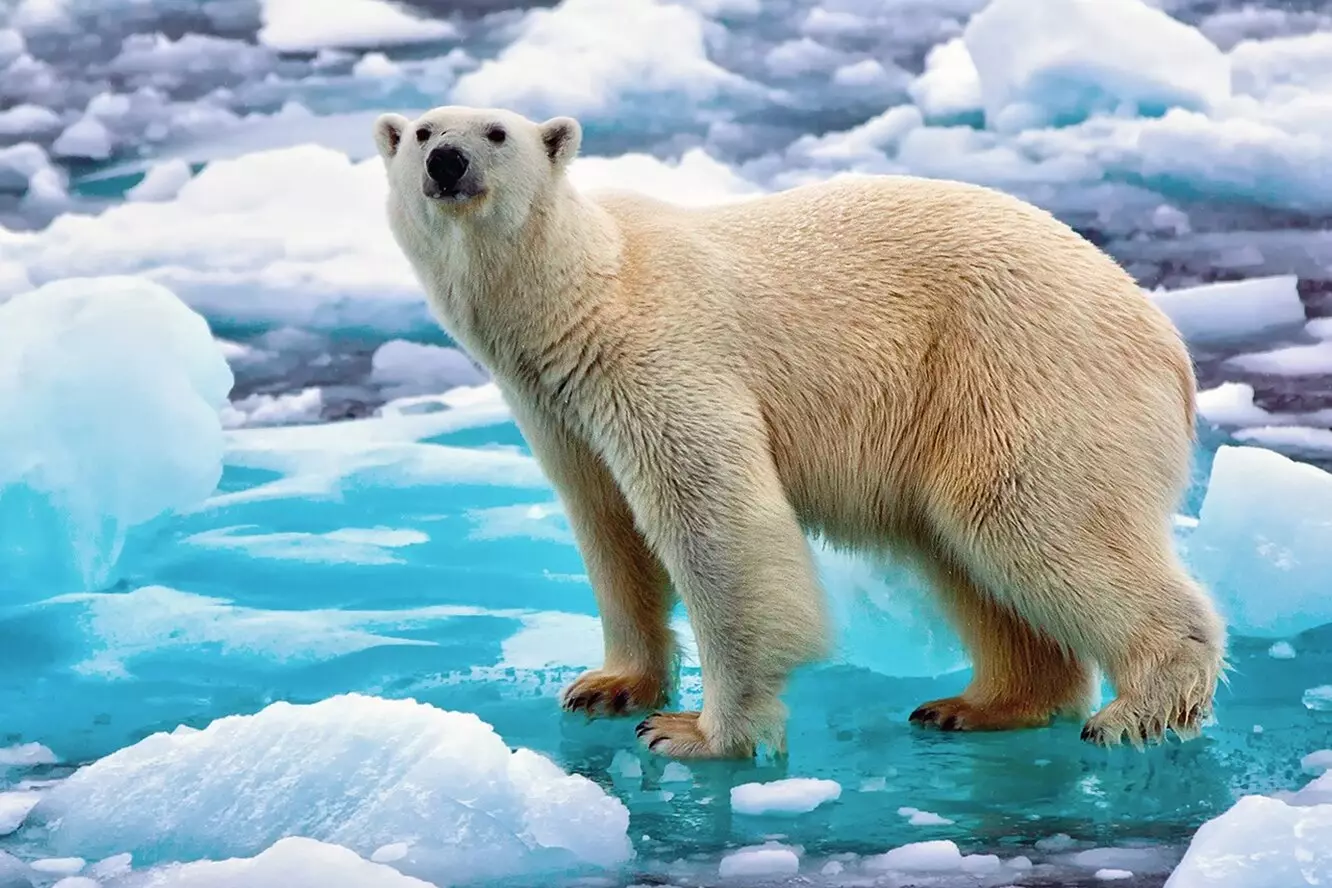 Descubierta una nueva amenaza para el hielo del Ártico