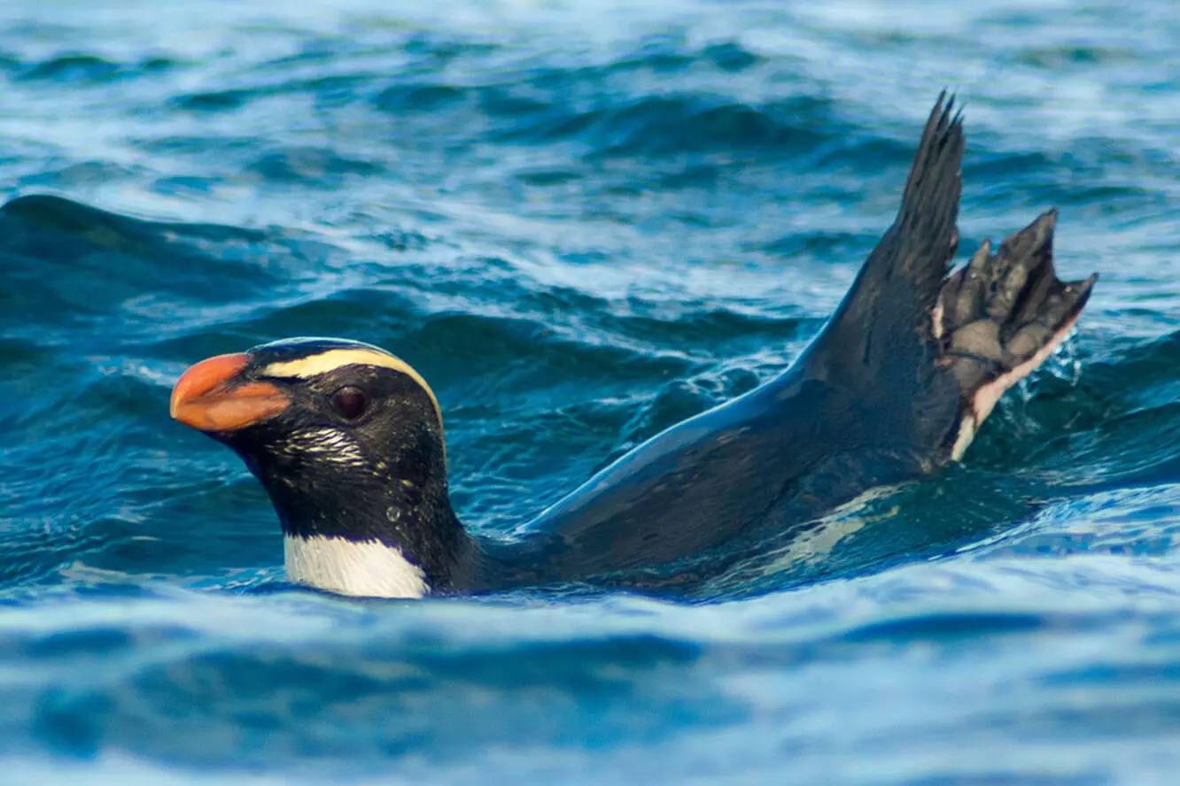 Li-penguin tsa New Zealand li tsamaea lik'hilomithara tse likete ho batla lijo