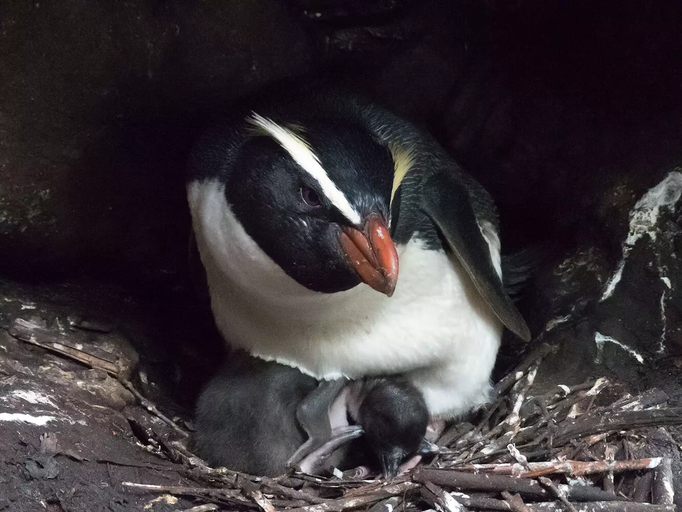 Penguin Selandia Baru menempuh perjalanan ribuan mil untuk mencari makanan 357947_2