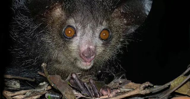 10 lelijke dieren op de rand van uitsterven