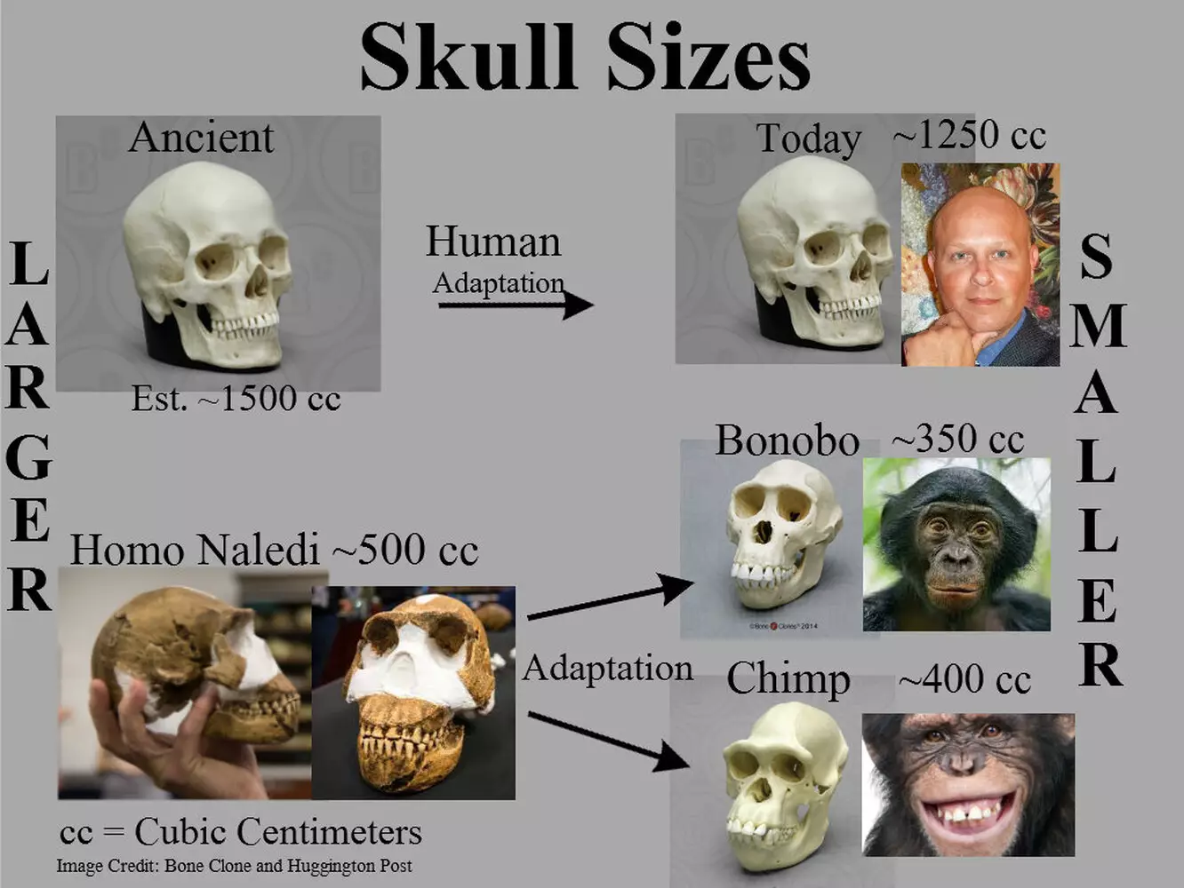 Me muka sani game da Homo naledi: abubuwa 7 masu ban sha'awa 358339_4