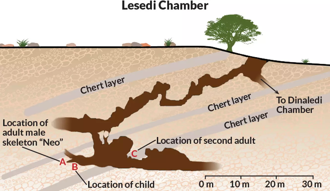 Que savons-nous d'Homo naledi : 7 faits intéressants 358339_6