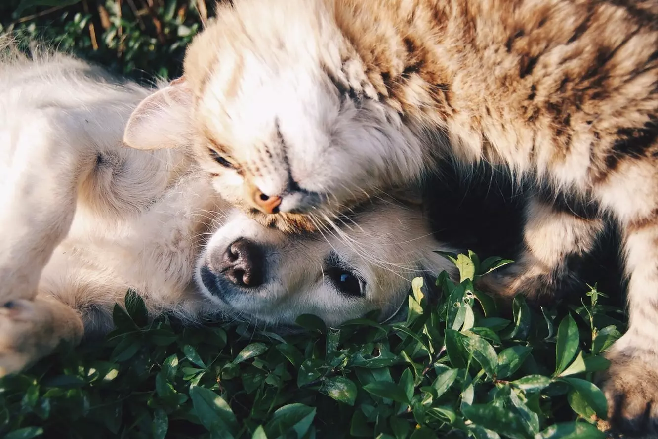 Pets: torolalana ho an'ny fiainana sambatra