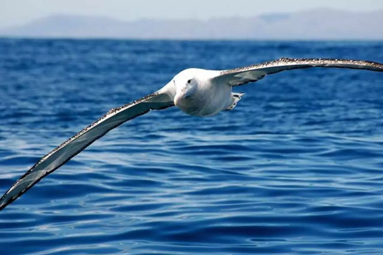 Albatroslar brakonerleri tutmak üçin ulanylýar