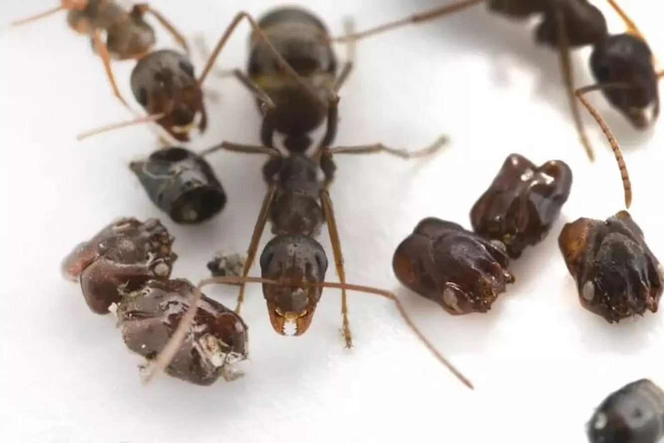 Ant Formica archboldi amezungukwa na vichwa vilivyokatwa.