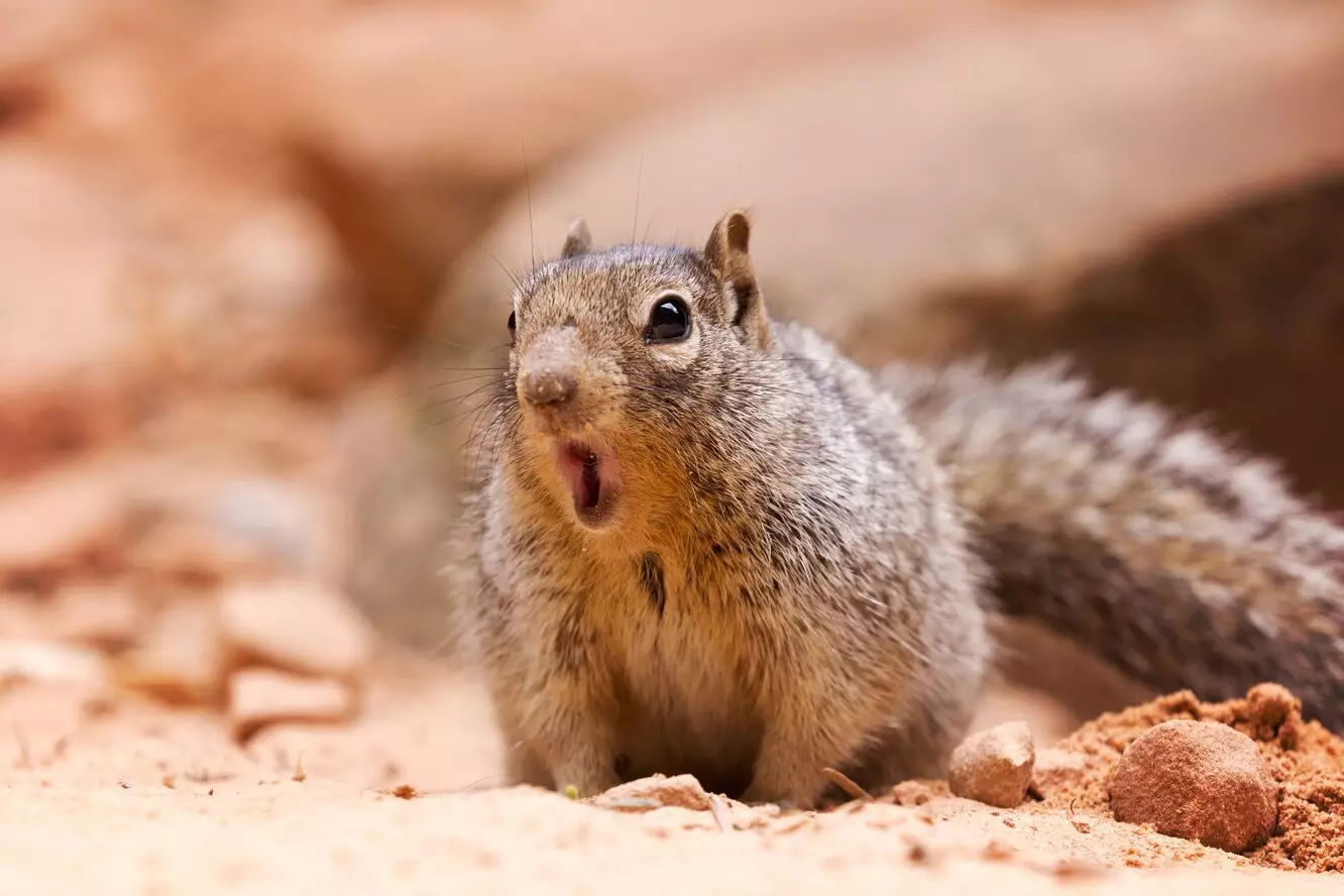 Hunter alipatwa na ugonjwa adimu wa ubongo baada ya kula ubongo wa squirrel