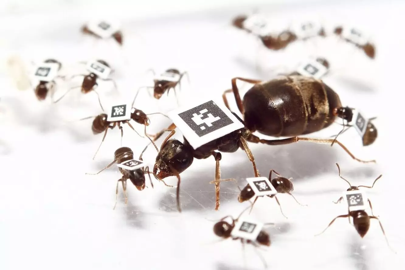 تم العثور على النمل لممارسة الحجر الصحي 359085_1