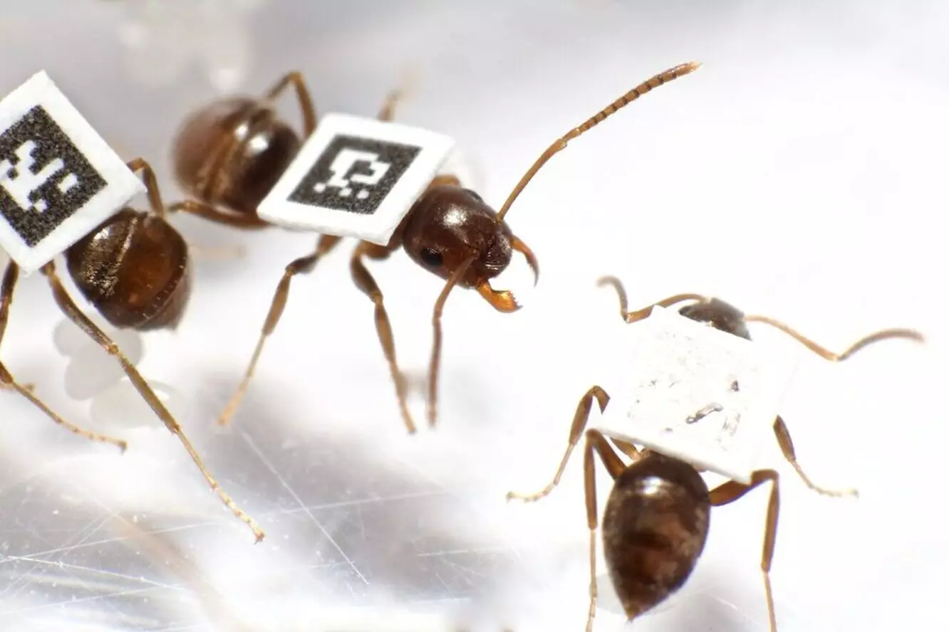 تم العثور على النمل لممارسة الحجر الصحي 359085_2