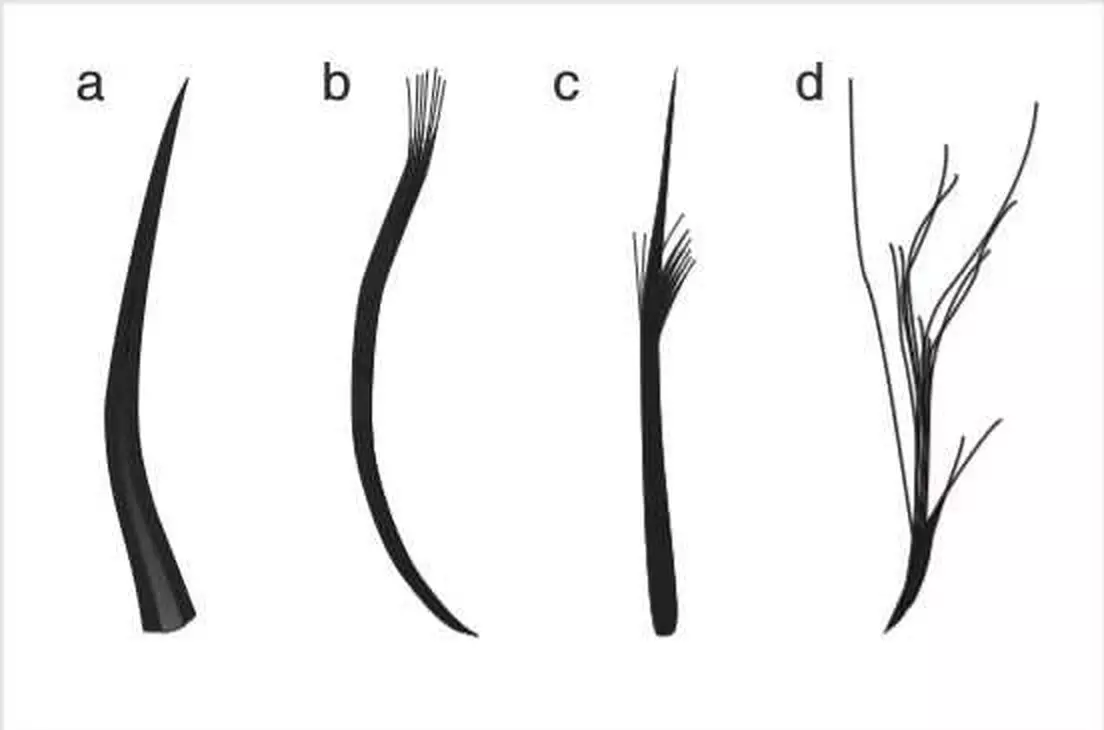 Mystery of pterosaur plumage revealed 359493_2