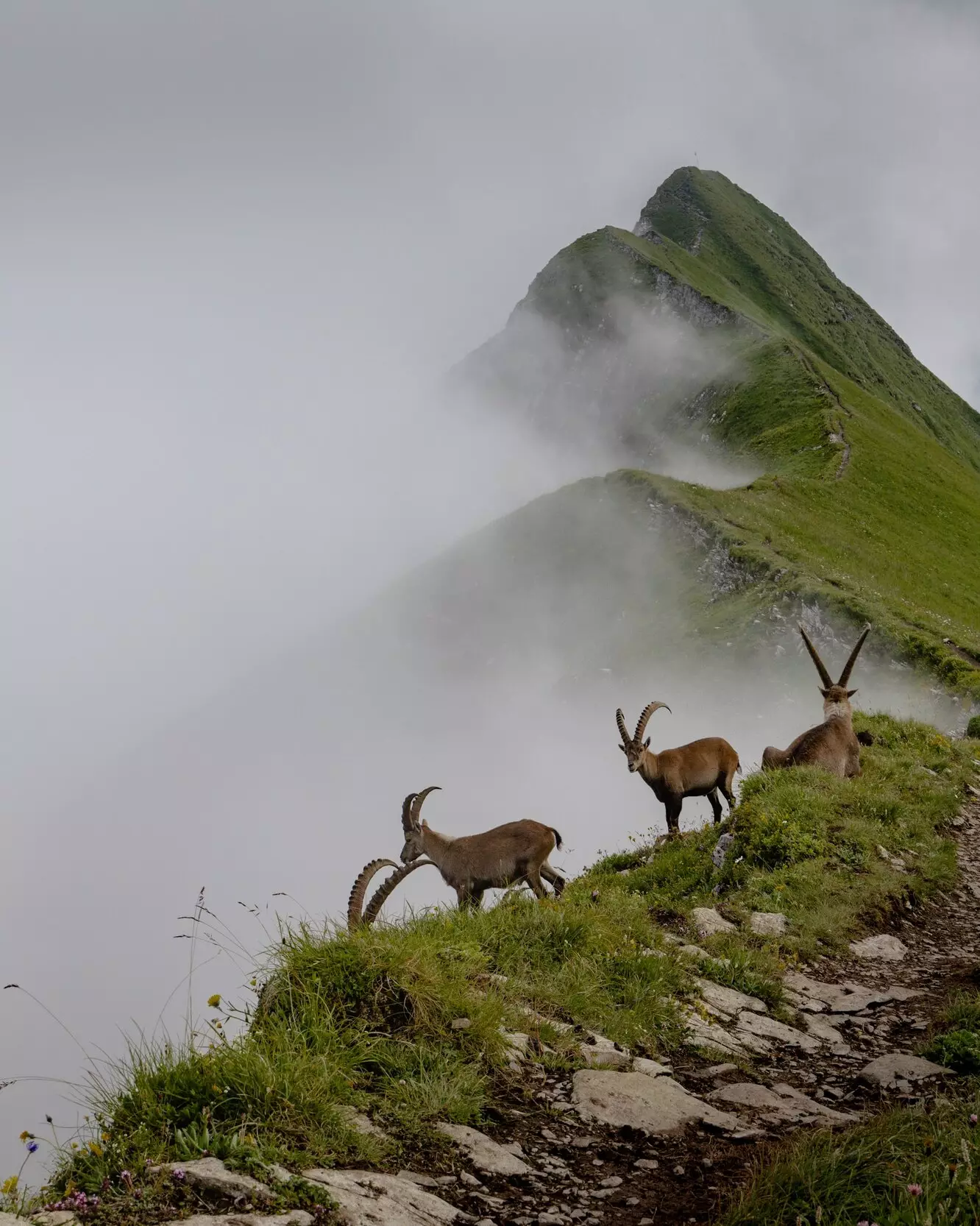 Ringjallja e një specie të zhdukur bukardo nuk ka qenë ende e suksesshme. Sidoqoftë, studiuesit dinë shumë për këto kafshë, sepse ato vdiqën relativisht kohët e fundit. Përveç kësaj, ekziston një shans që diku në malet e Monte Perdido, disa individë të kësaj specie të kenë mbijetuar. Zhdukja e bukardos ka shumë të ngjarë për shkak të gjuetisë pa leje, kushteve mjedisore dhe konkurrencës së lartë me speciet e tjera.