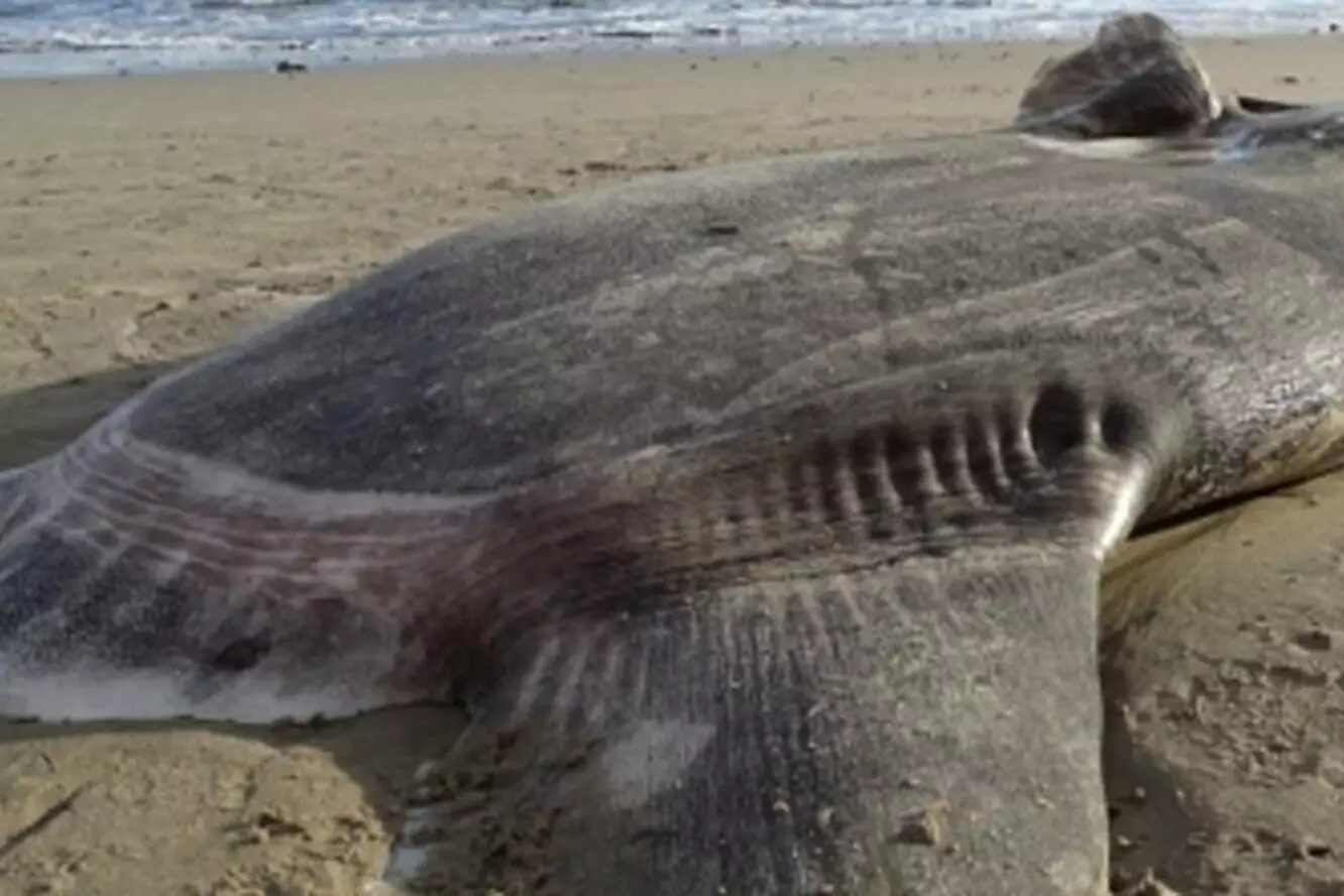 サンタバーバラで発見された巨大な魚：謎の発見