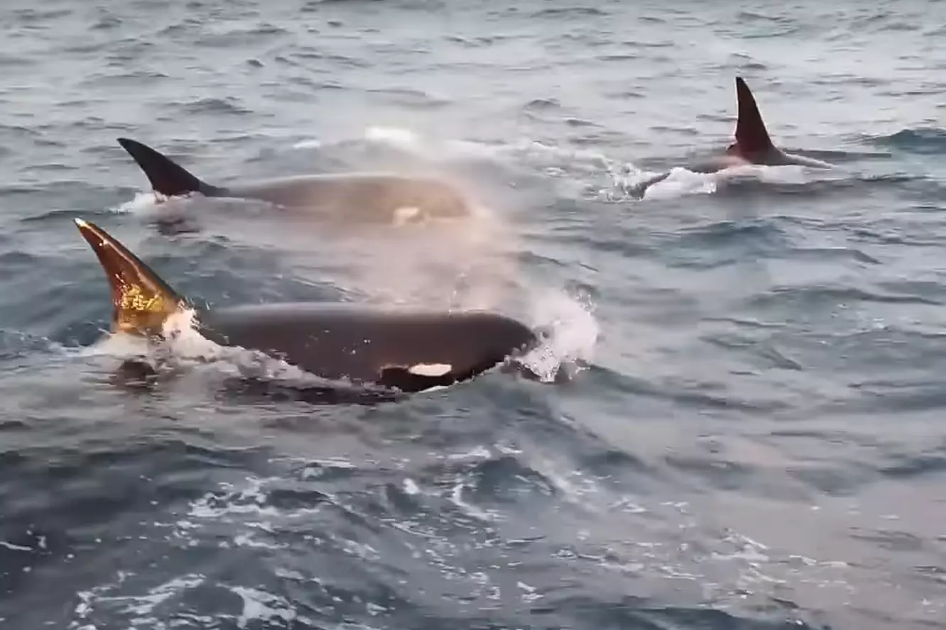 Orcas raras capturadas en vídeo