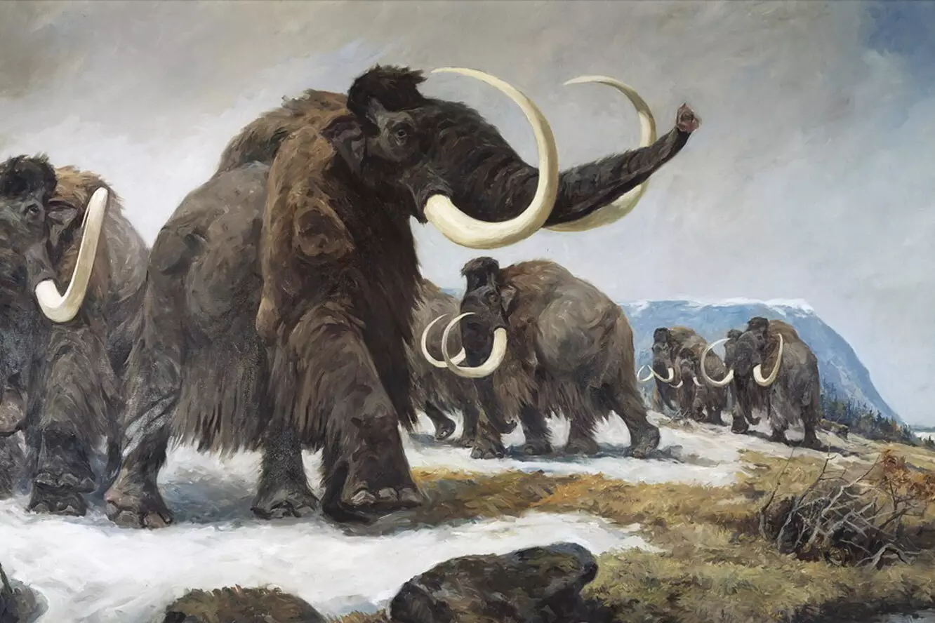 Il-mammoths mietu wkoll minħabba l-waqgħa tal-asterojde