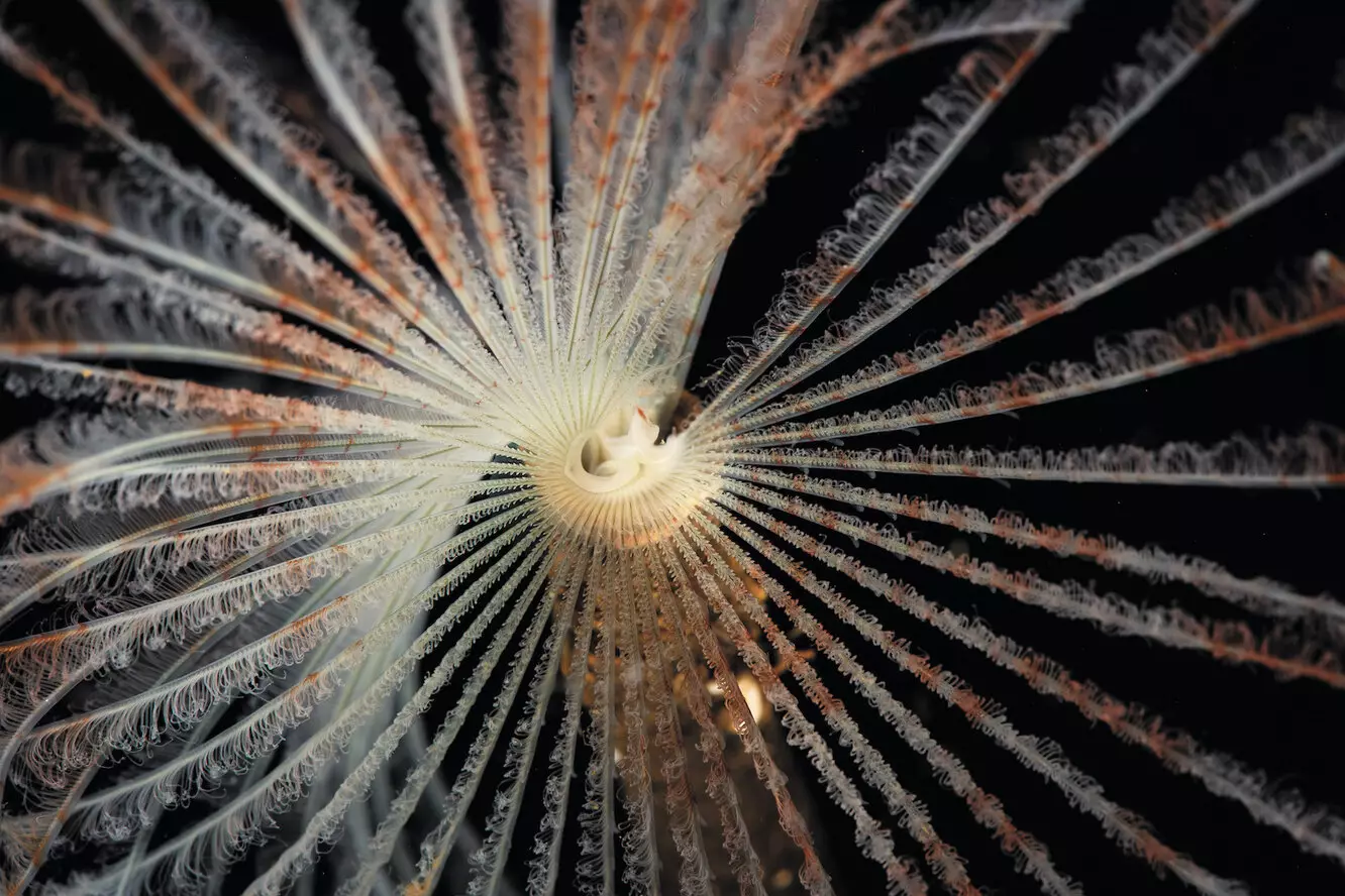 From the depths: what the Russian underwater supercamera shoots 361300_5