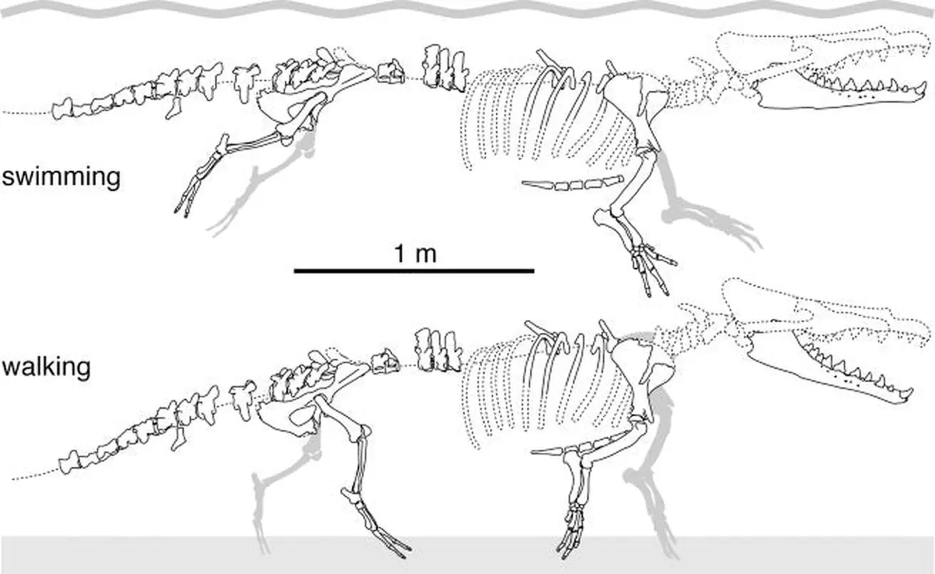 Dấu tích của cá voi cổ đại có bốn chân được tìm thấy ở Peru 361332_2