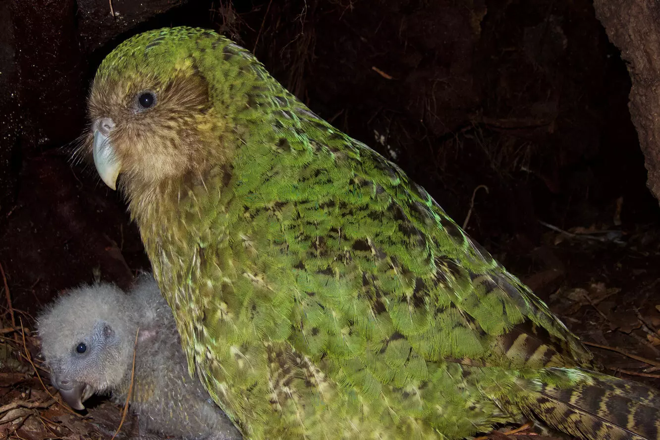 Papagaios ameaçados de extinção começaram a se multiplicar intensamente