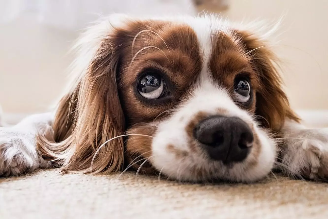 Doença de cão perigoso ameaça a saúde humana