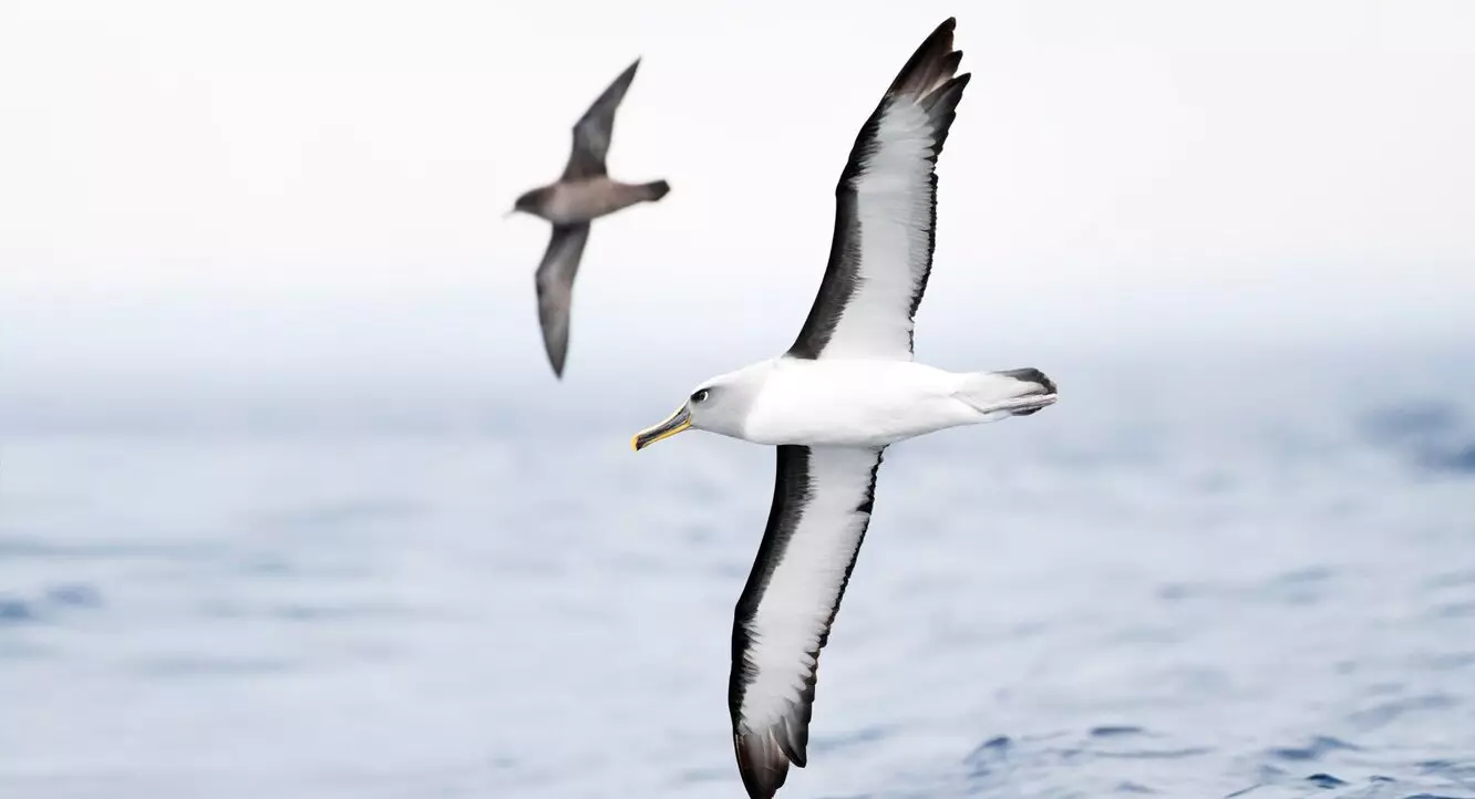 Wat zullen de vleugels zijn van het vliegtuig van de toekomst: nogmaals, we nemen een voorbeeld aan de vogels 362687_6