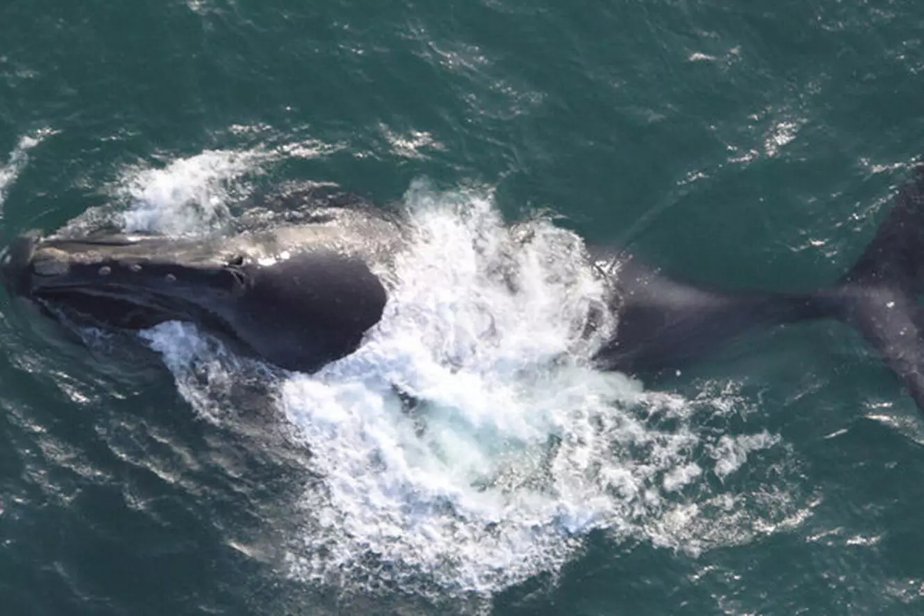 Los científicos han grabado los cantos de las ballenas más raras