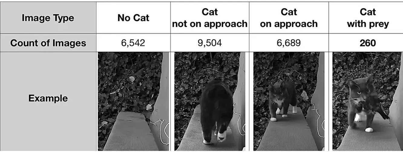 Ang empleyado ng Amazon ay nagtuturo sa pusa na huminto sa pagpatay gamit ang artificial intelligence 363051_3