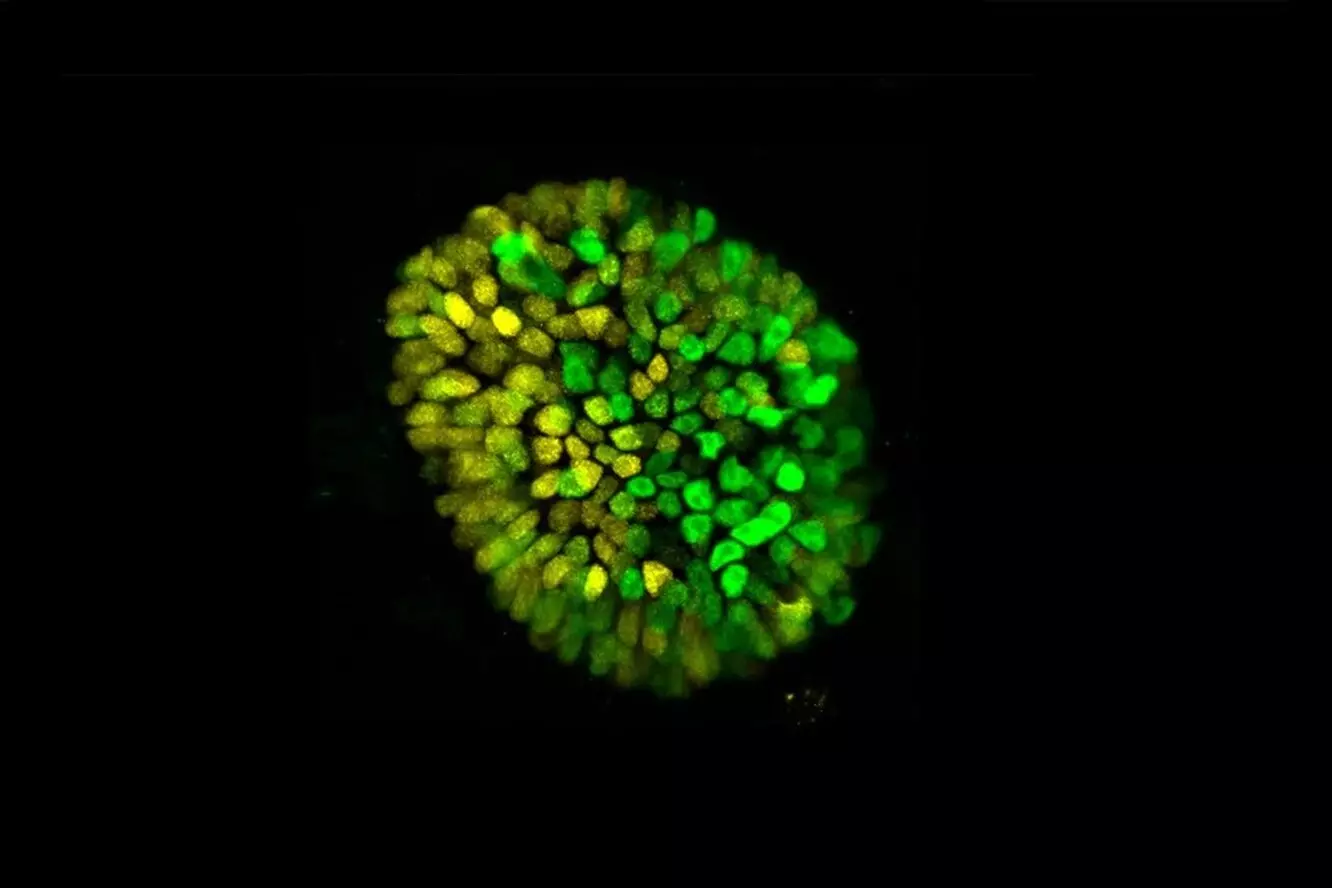 Para ilmuwan telah menciptakan embrio manusia buatan dari sel induk