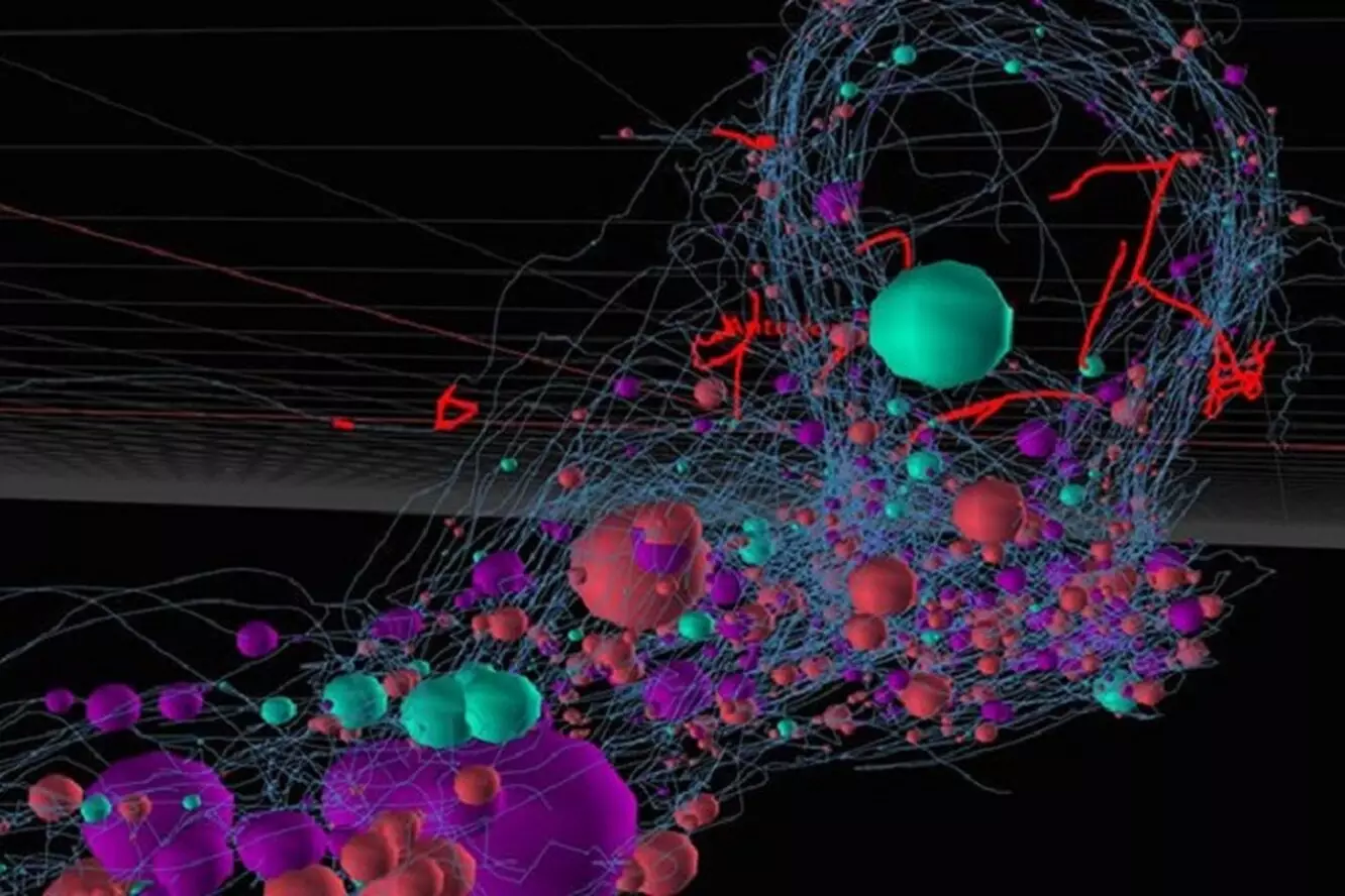 Ha creato la prima mappa completa al mondo del sistema nervoso di un essere vivente
