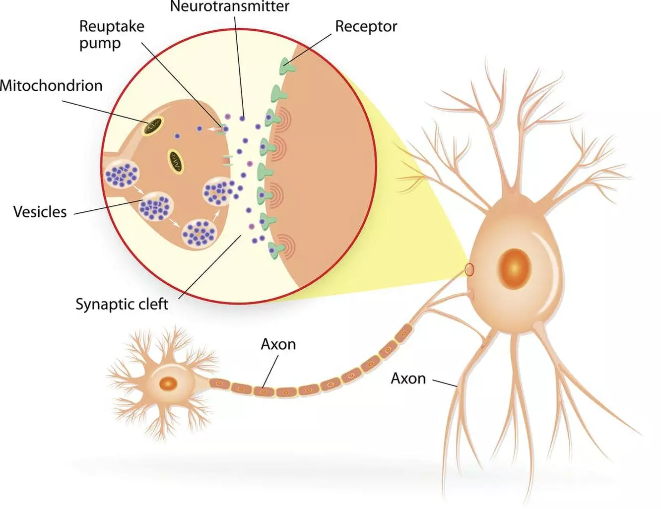 Synapses are located at the very end of the transmitting neuron, at the very beginning of the receiving neuron, and a tiny gap between them.