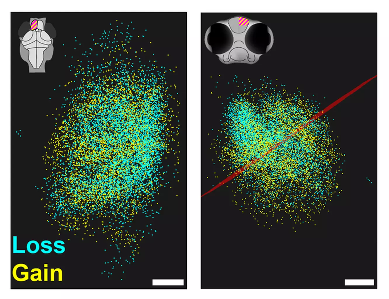 نقشه مغز گورخرماهی: سیناپس های گم شده با رنگ سبز مشخص شده اند، سیناپس های جدید با رنگ زرد مشخص شده اند
