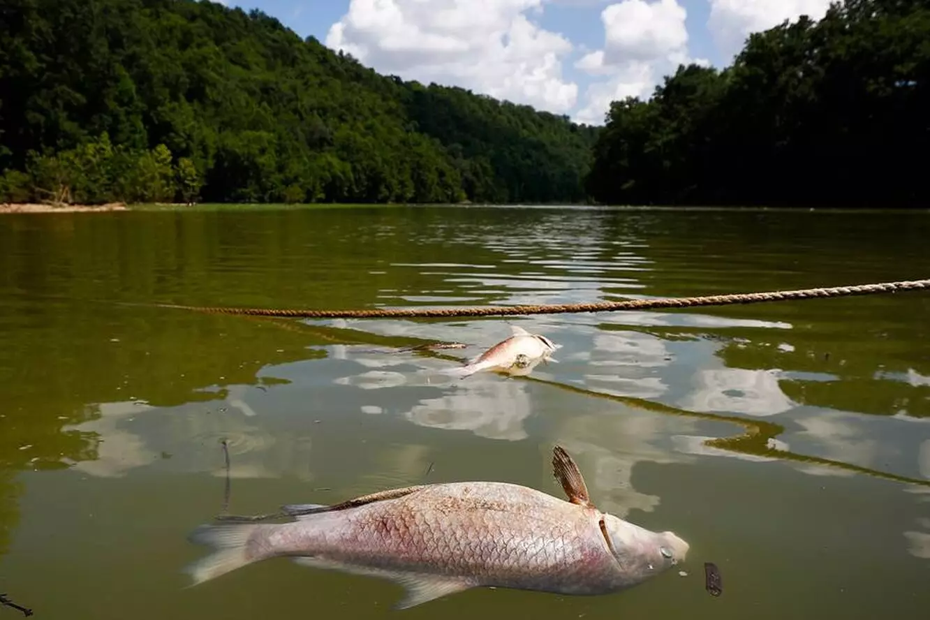 In the United States, fish began to die from alcohol