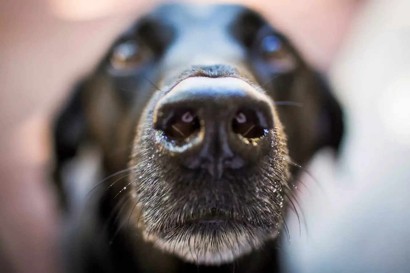 In China erkannte man Hunde am Nasenmuster