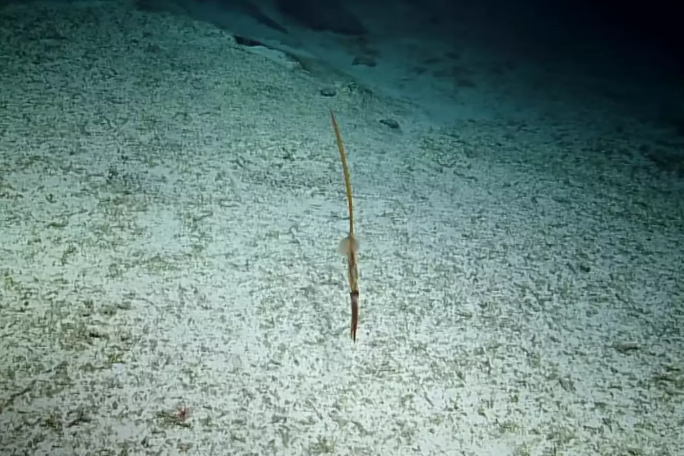 Deep-sea squid nga adunay talagsaon nga ikog nakuhaan sa video